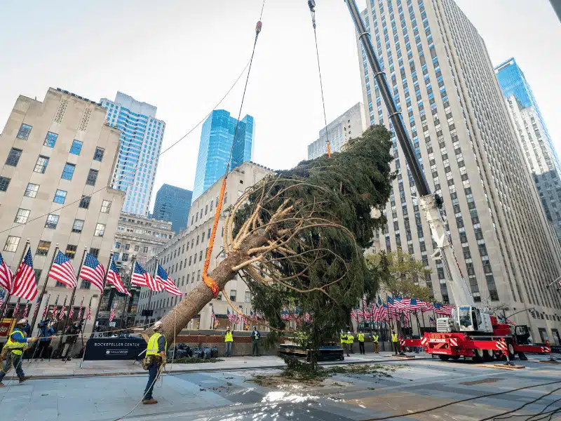 When do Christmas Trees go up in New York?